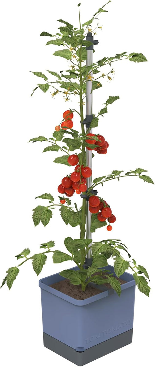Tom Tomato Planter Blue - Climbing Aid, Self-Watering System & Plant C ...